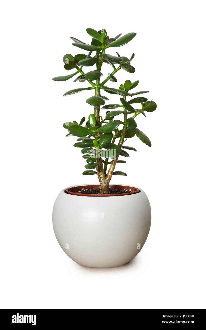Jade plant in pot isolated on white background Stock Photo - Alamy
