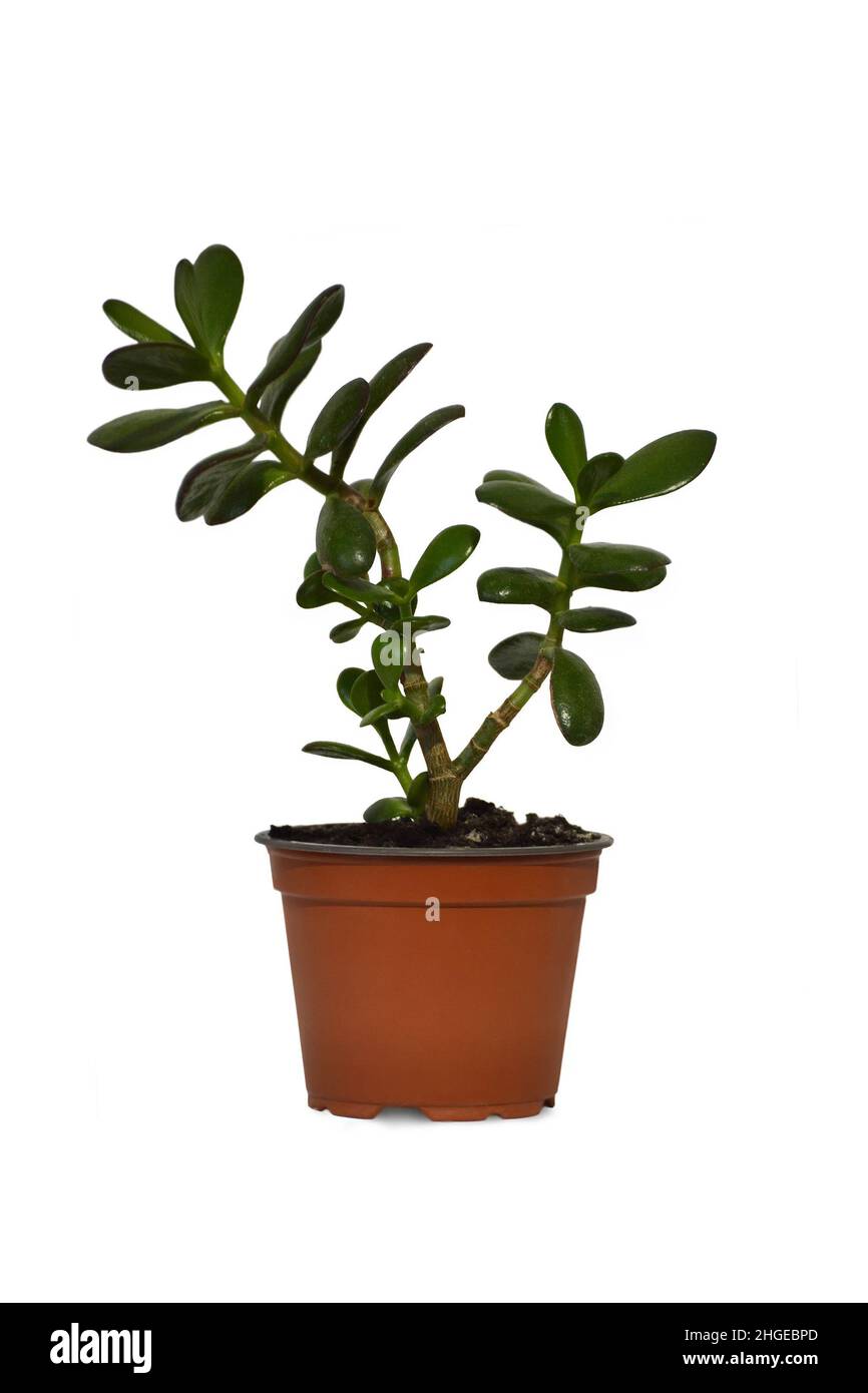 Thick tree growth in Cut Out Stock Images & Pictures - Alamy