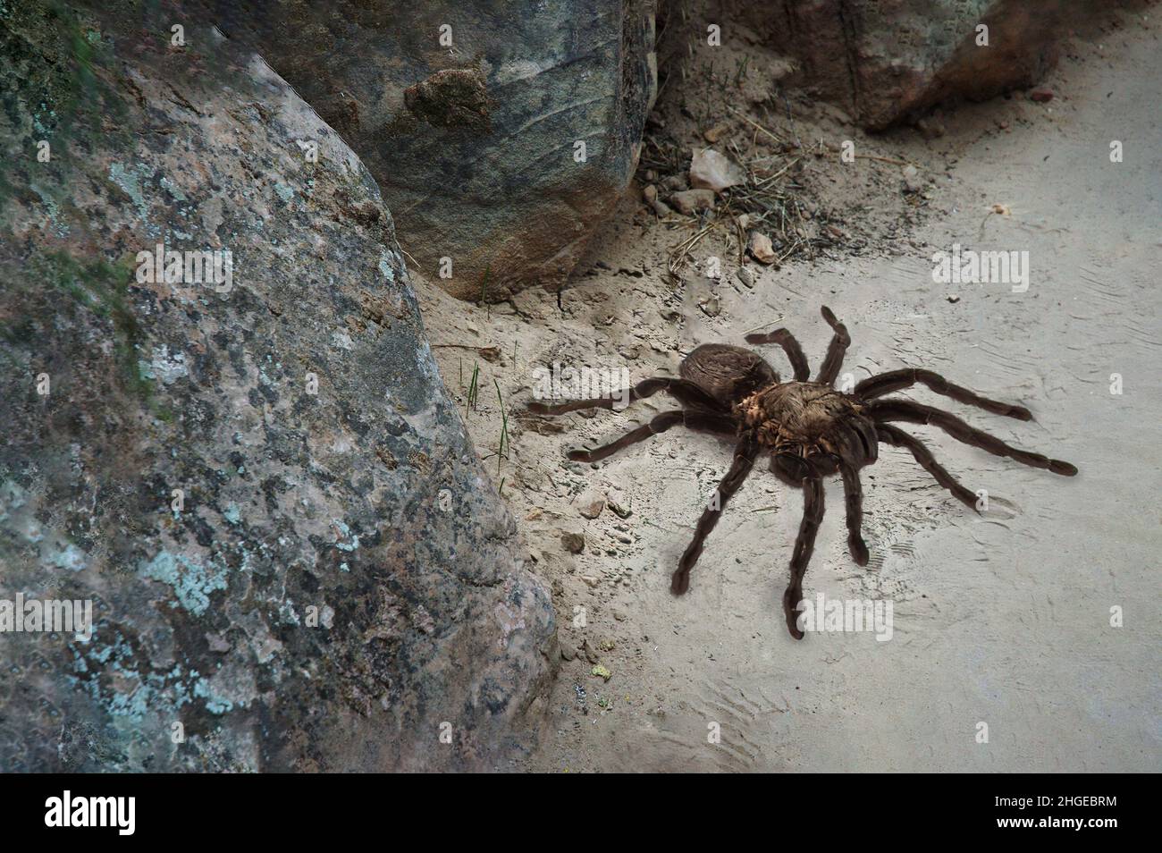 Large tarantula spider walking across a pathway in Zion National Park ...