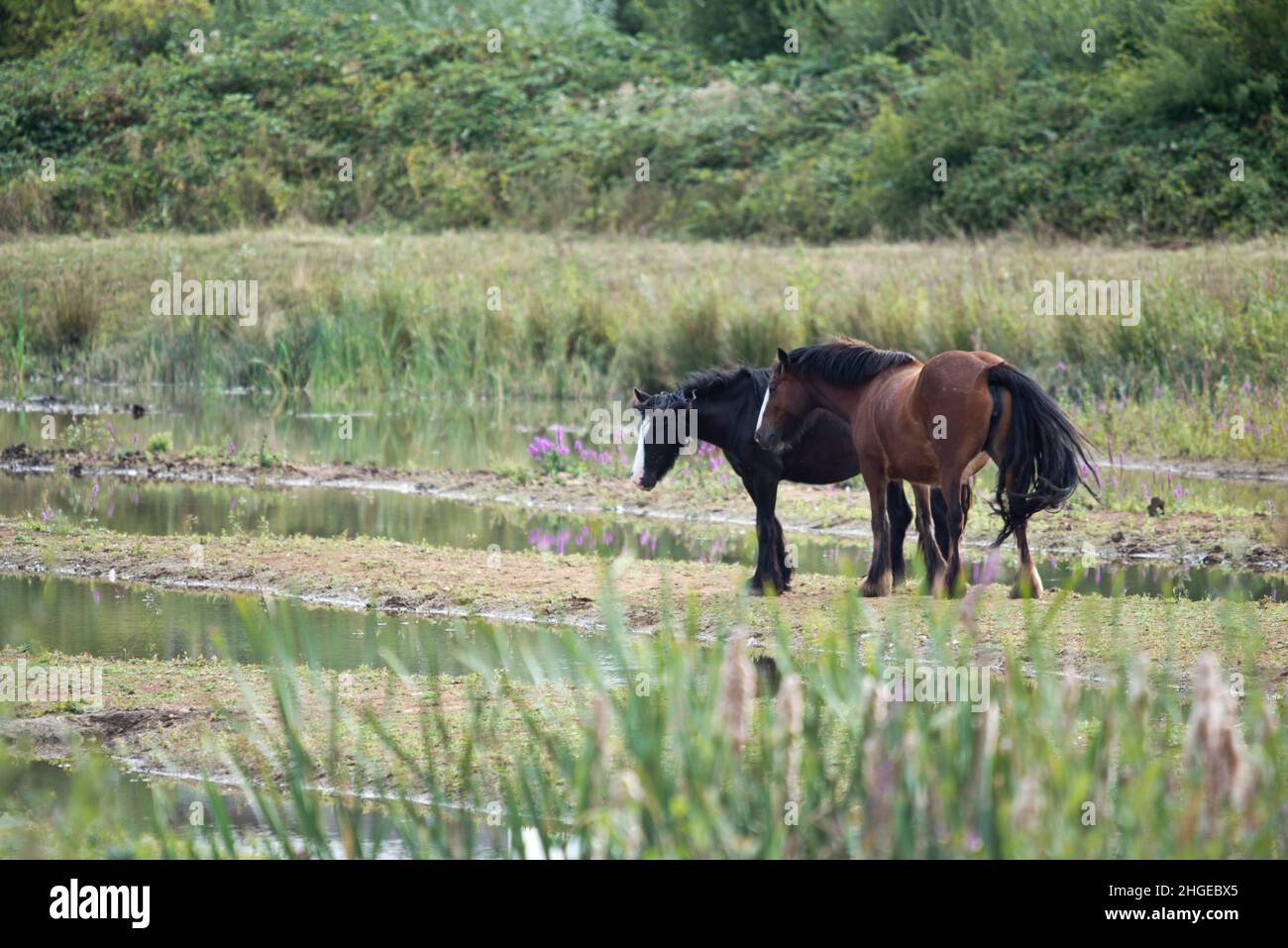 Two horses in a waterlogged field Stock Photo - Alamy
