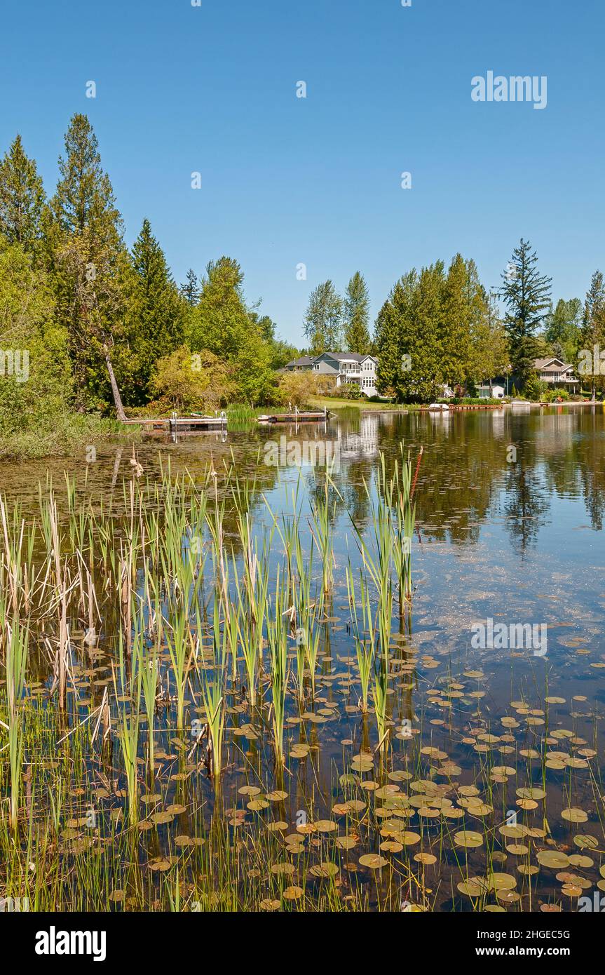 Wetlands in the Panther Lake area of Kent, Washington Stock Photo - Alamy
