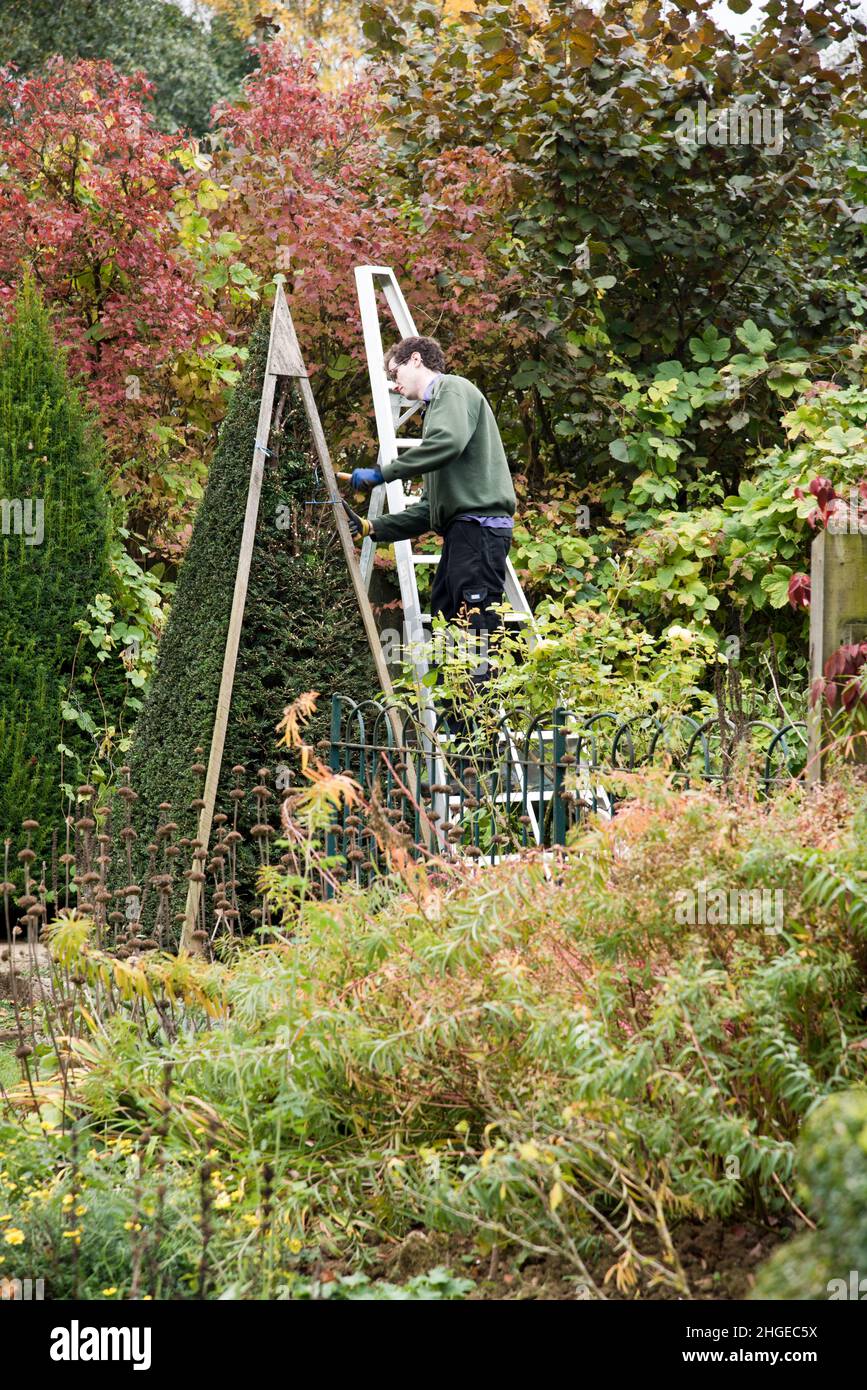 Yew tree pyramid hi-res stock photography and images - Alamy