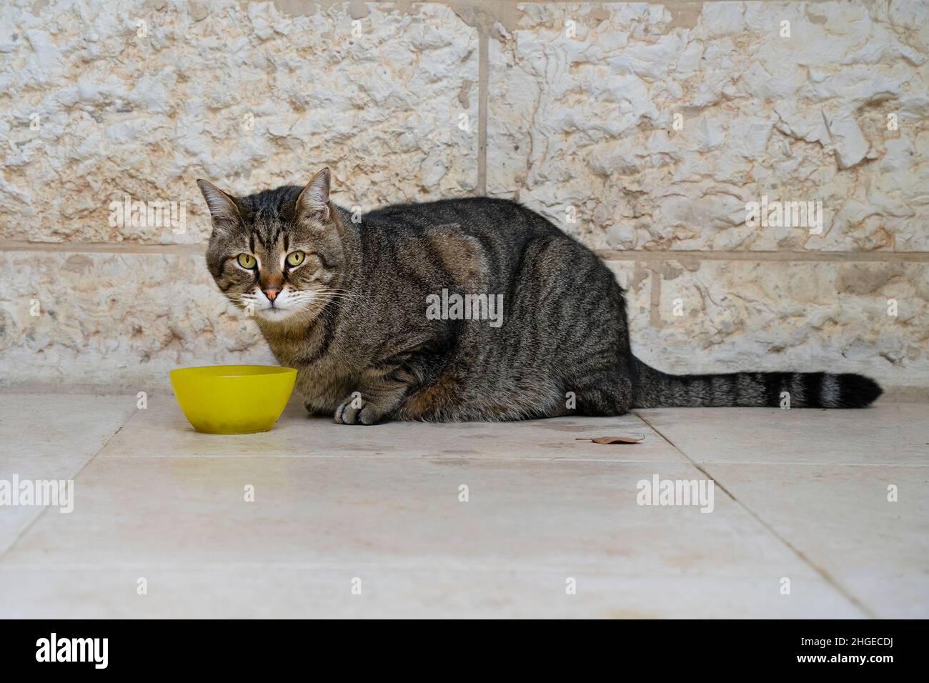 Fat cat eating hi-res stock photography and images - Alamy