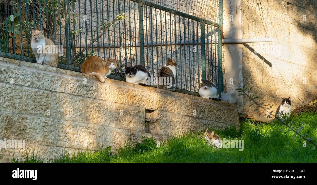 Cats israel jerusalem hi-res stock photography and images - Alamy