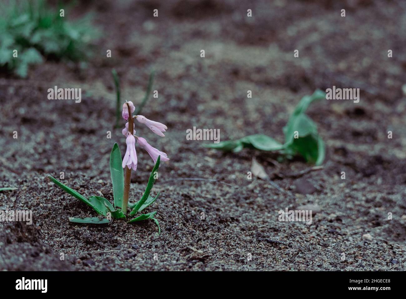 Emerging plants and flowers in the garden in early spring. Signs of ...