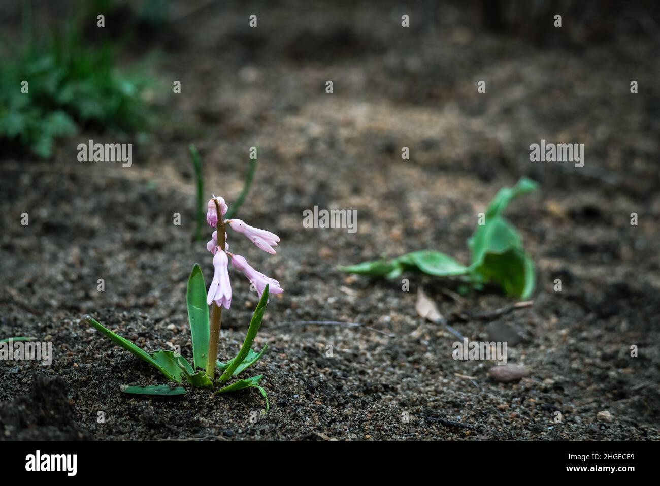 Emerging plants and flowers in the garden in early spring. Signs of ...