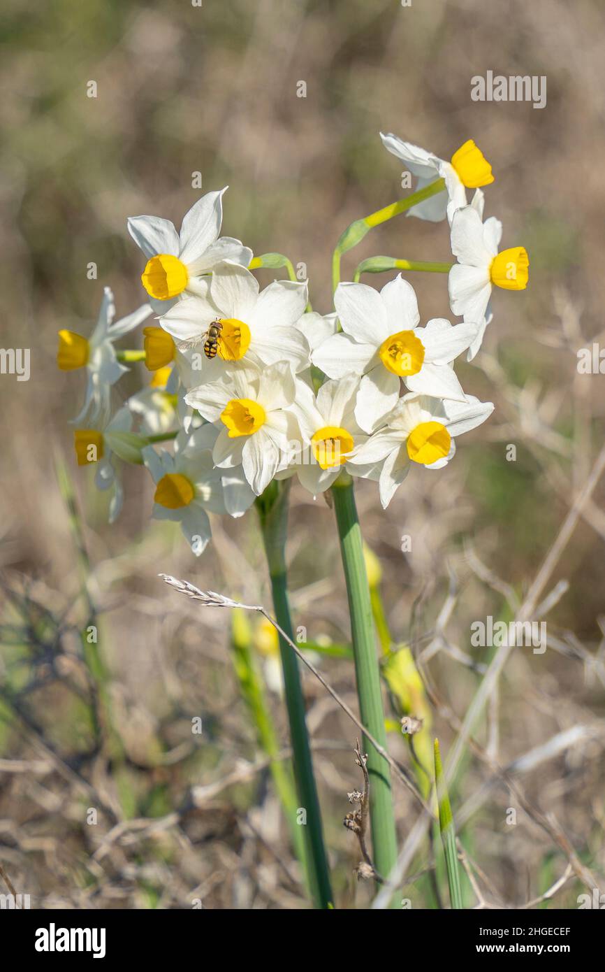 A common hover fly enjoying the short blooming time of daffodils in an ...