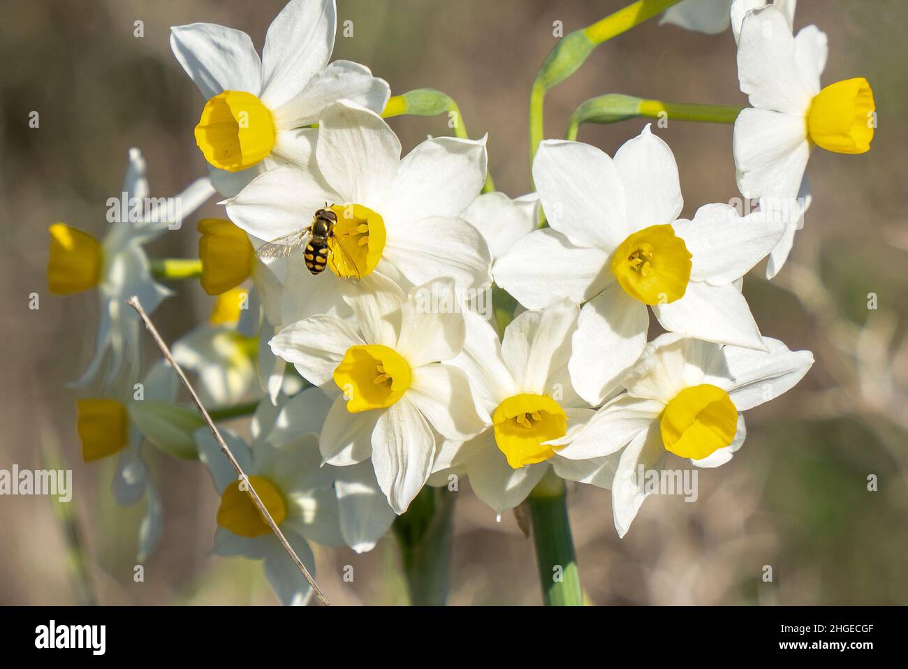 A common hover fly enjoying the short blooming time of daffodils in an ...