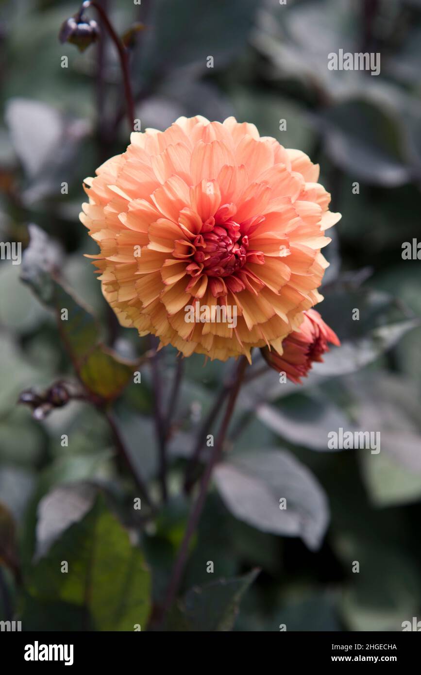 Dahlia David Howard Stock Photo - Alamy