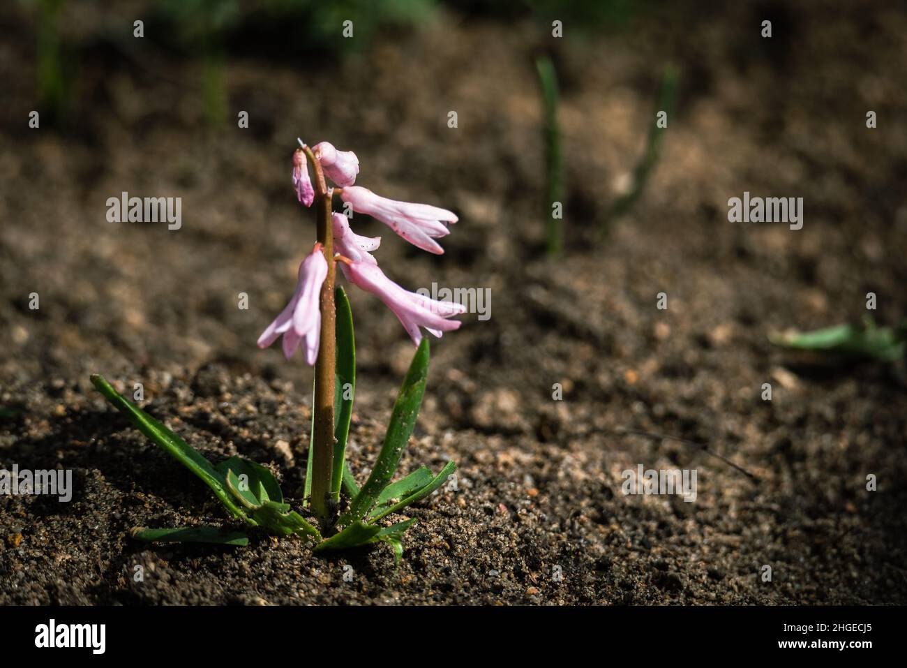 Emerging plants and flowers in the garden in early spring. Signs of ...