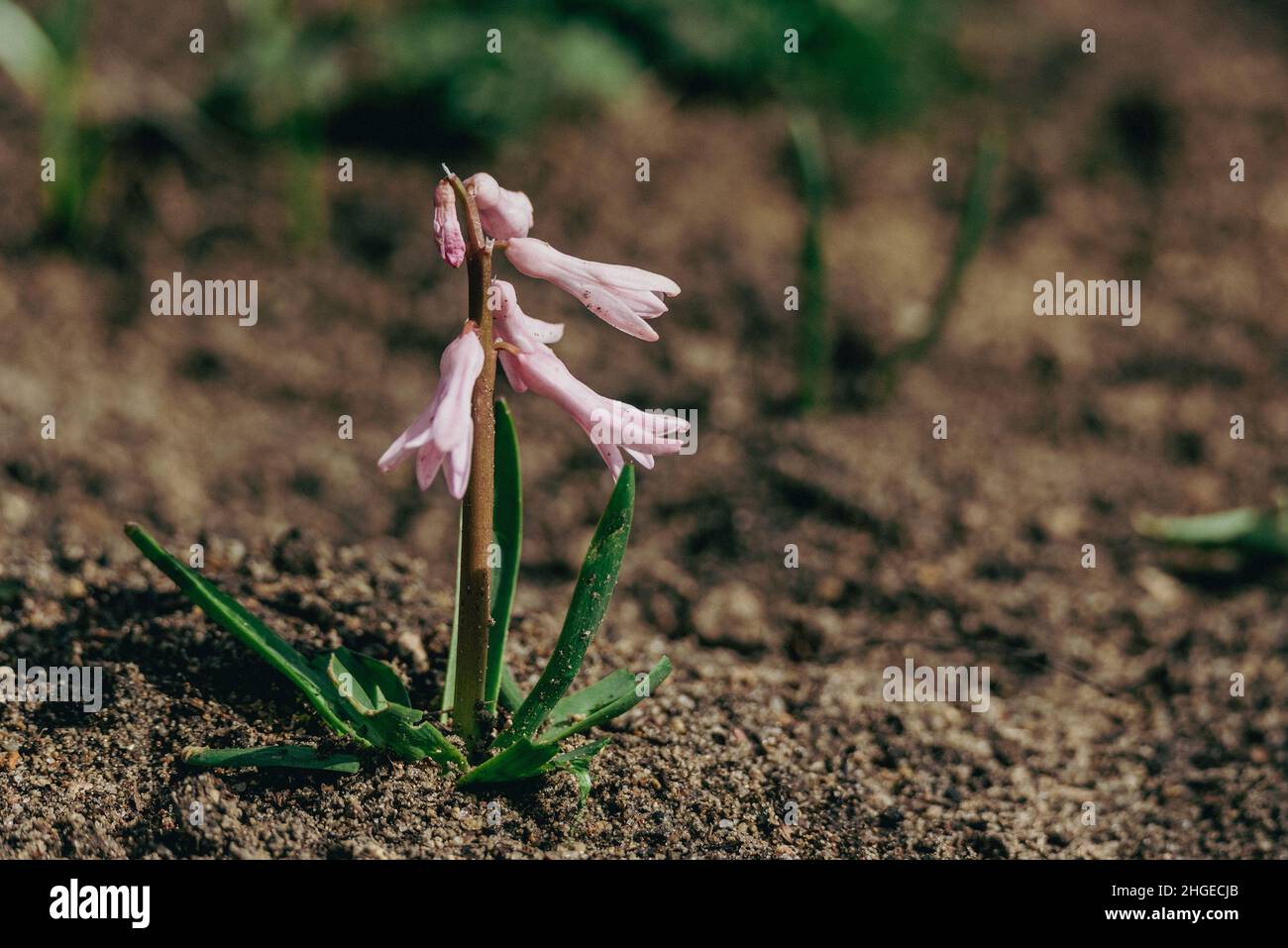 Emerging plants and flowers in the garden in early spring. Signs of ...