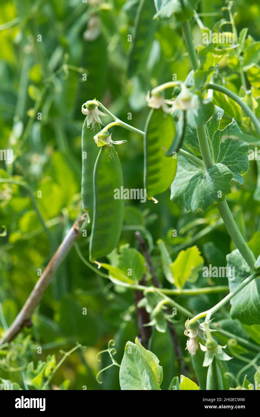 Early onward pea pods on the plant Stock Photo - Alamy