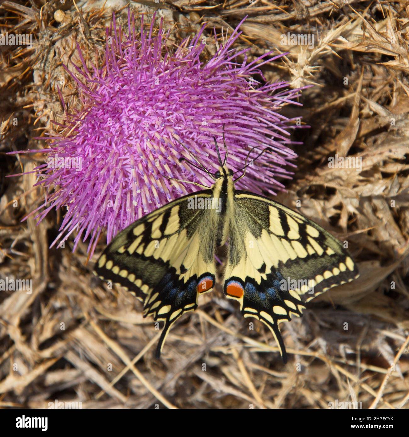 Swallowtail butterfly on Crete in Greece,Europe Stock Photo - Alamy
