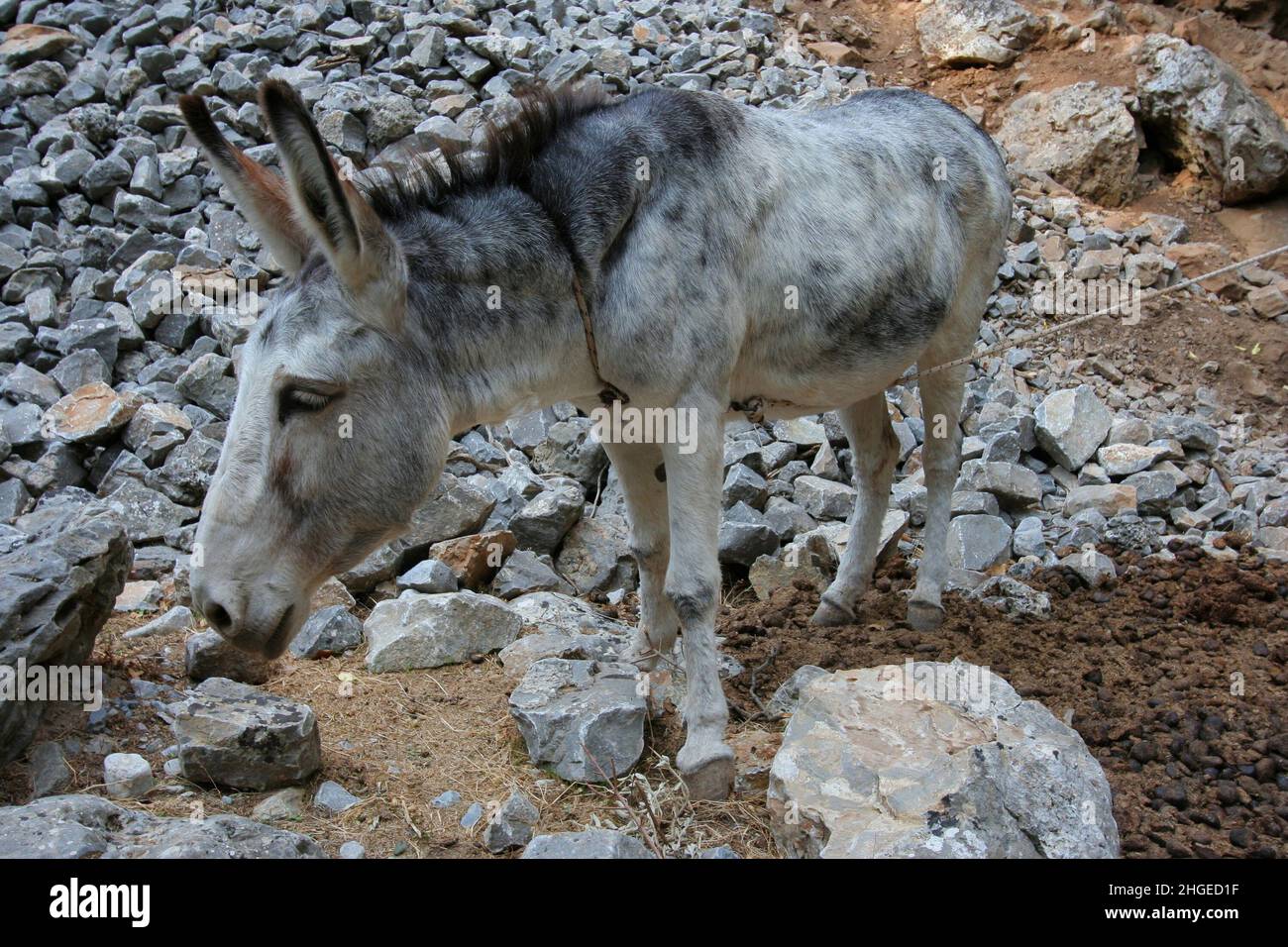 Donkey in Imbros Gorge on Crete in Greece,Europe Stock Photo - Alamy
