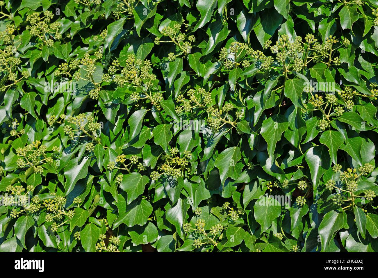 Common ivy, Hedera helix, with flower buds Stock Photo - Alamy