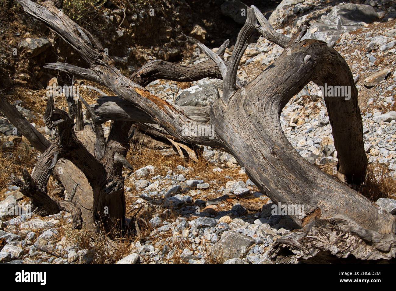 Dead tree in Imbros Gorge on Crete in Greece,Europe Stock Photo - Alamy