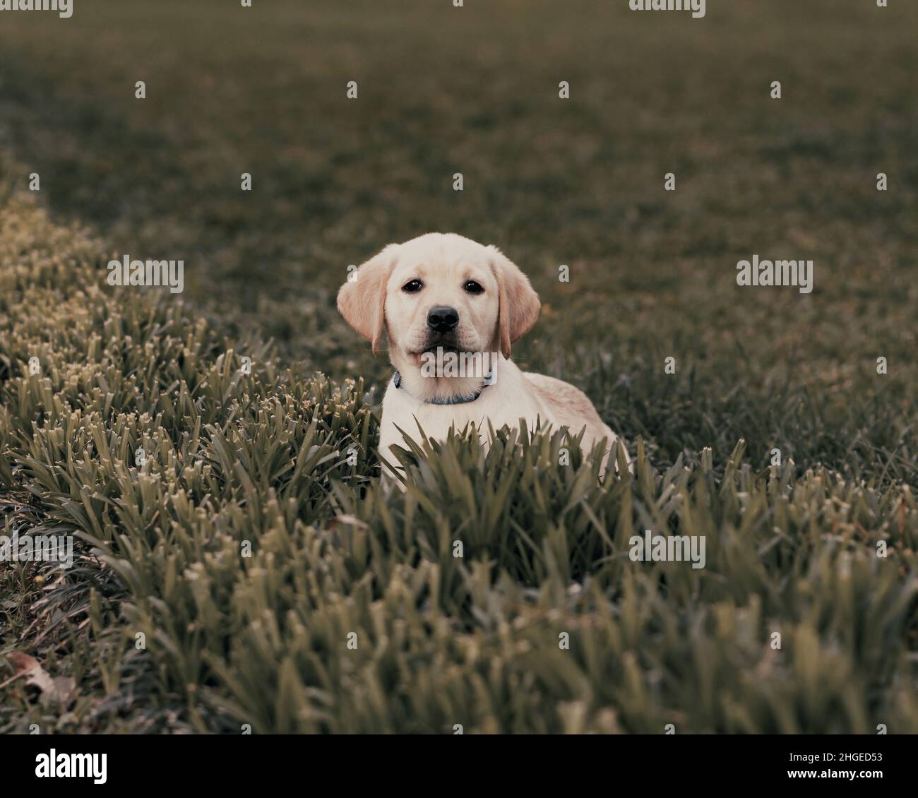 Golden Lab photoshoot on a spring day Stock Photo - Alamy