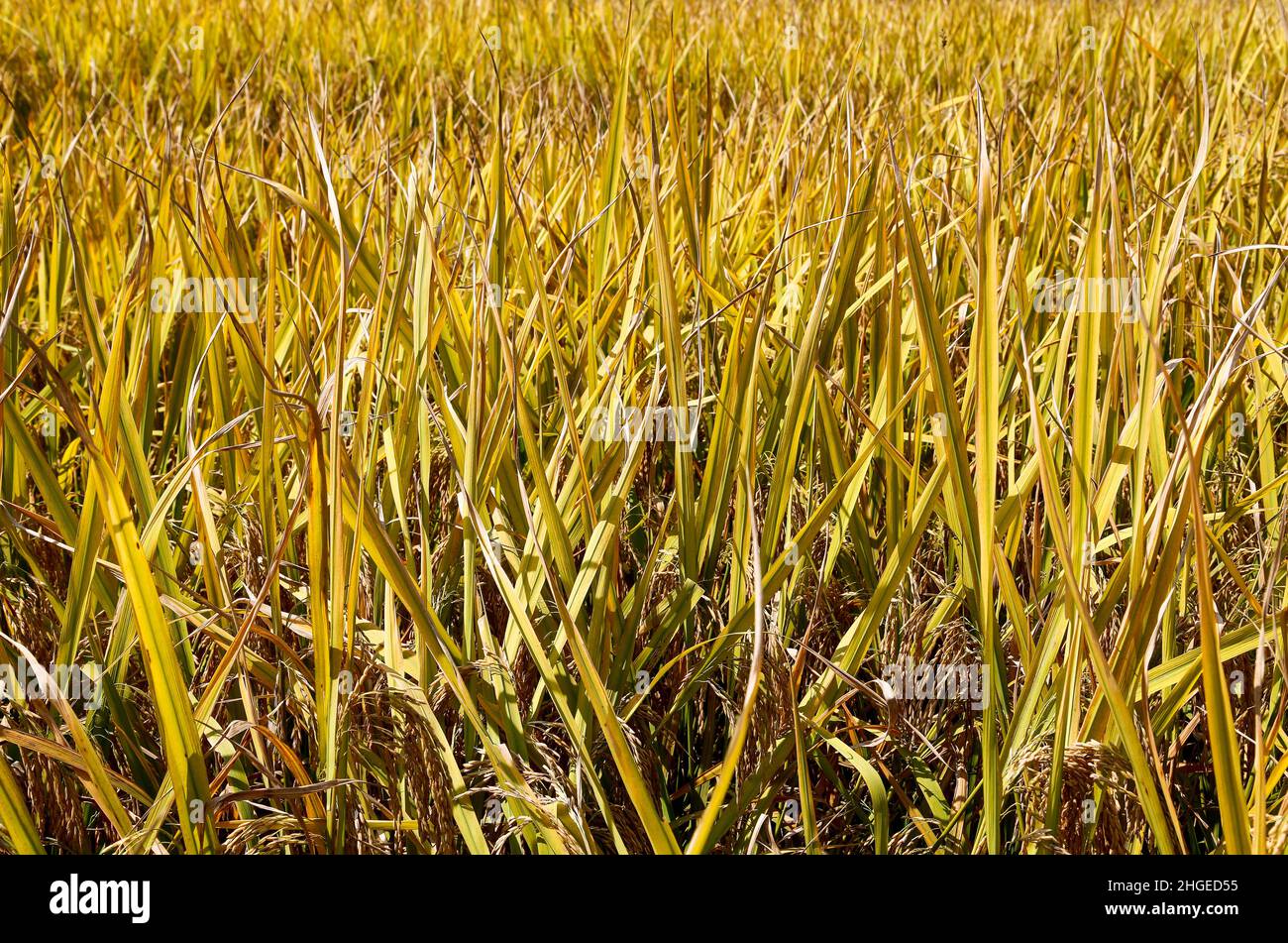 Golden rice in the fields in China Stock Photo - Alamy