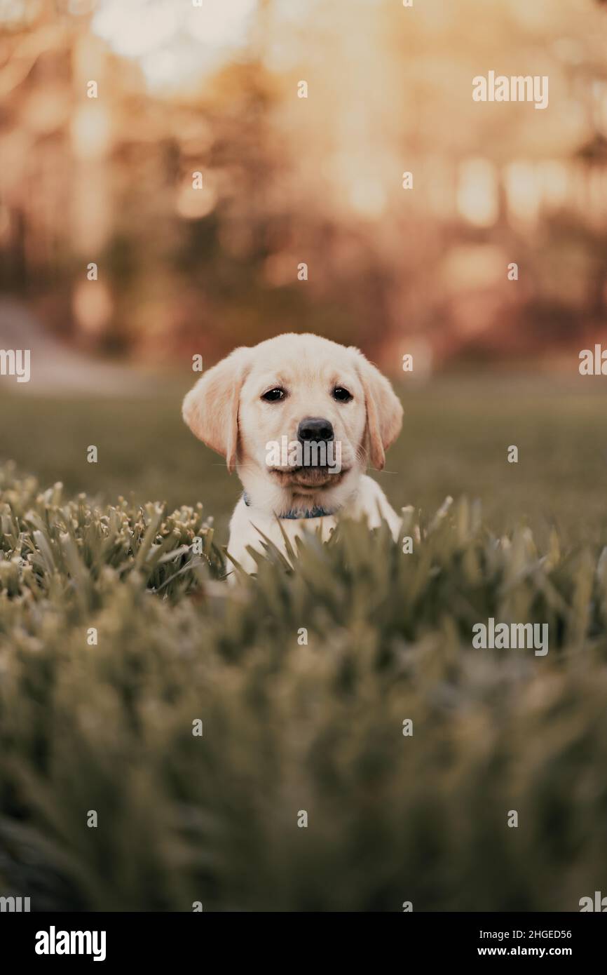 Golden Lab photoshoot on a spring day Stock Photo - Alamy
