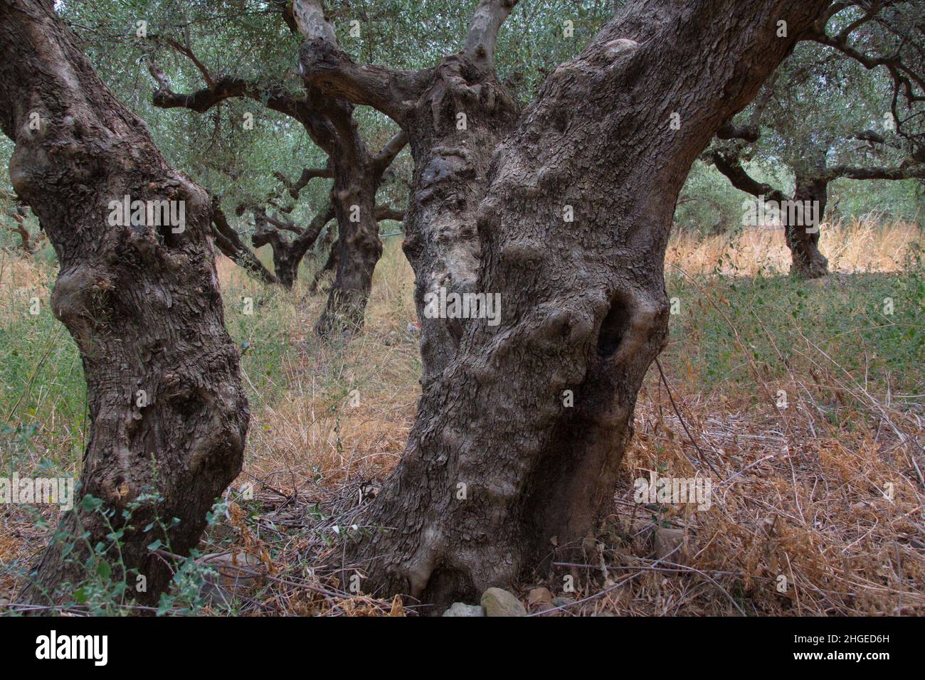 Olive trees on Crete in Greece,Europe Stock Photo - Alamy