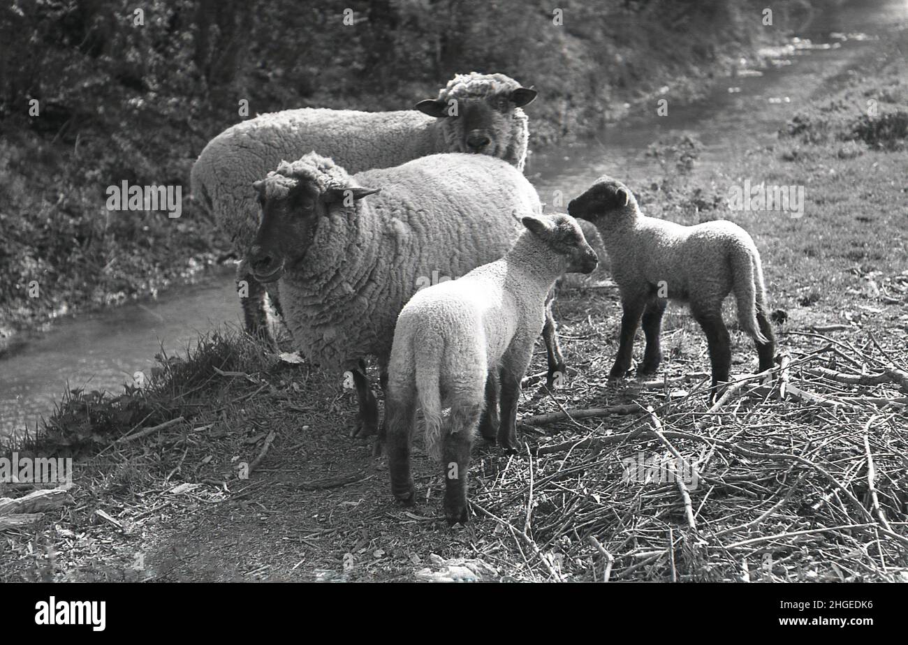 1950s, historical, sheep with lambs standing by stream, England, UK Stock Photo - Alamy