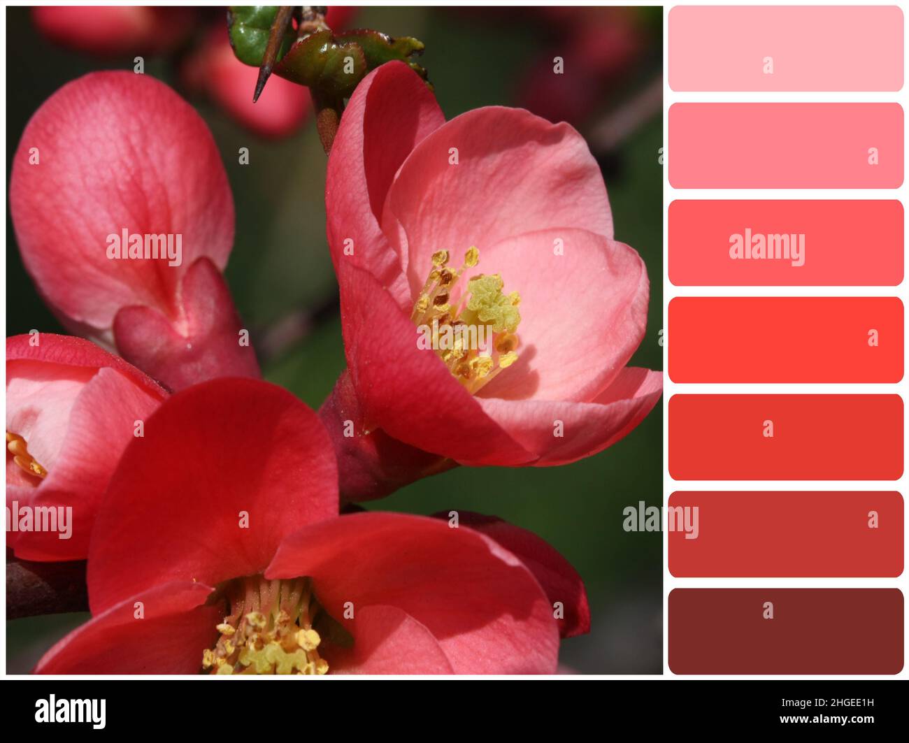 Color palette series: shades of red Stock Photo - Alamy