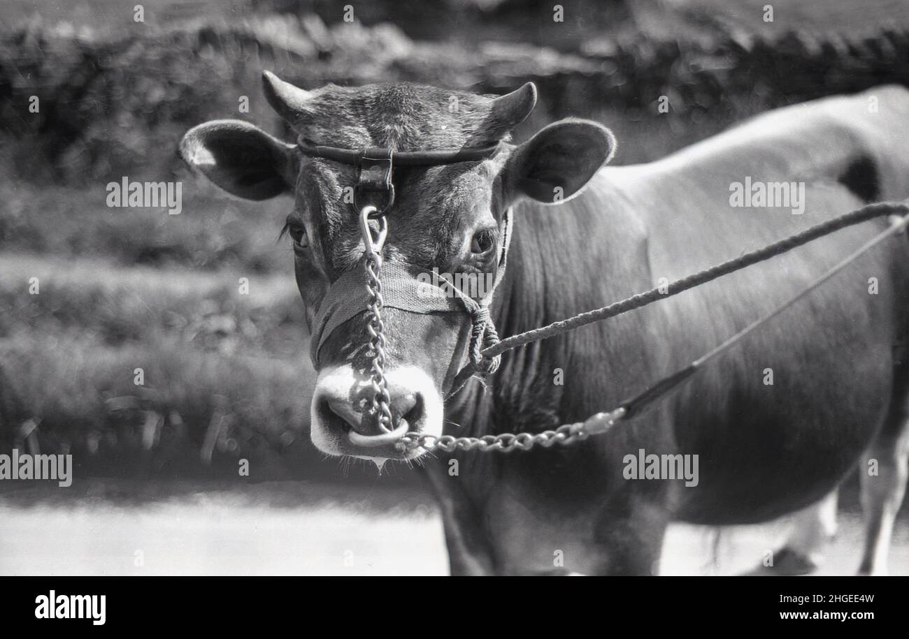1950s, historical, cow with ? face lead?? England, UK Stock Photo - Alamy