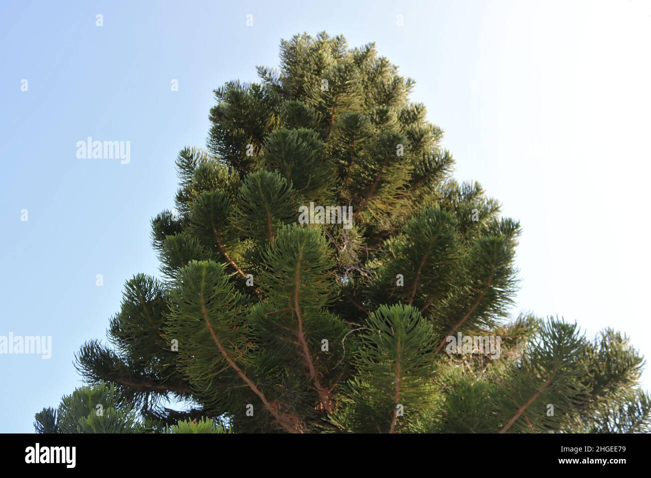 Bottom up view of a pine tree in Israel Stock Photo - Alamy
