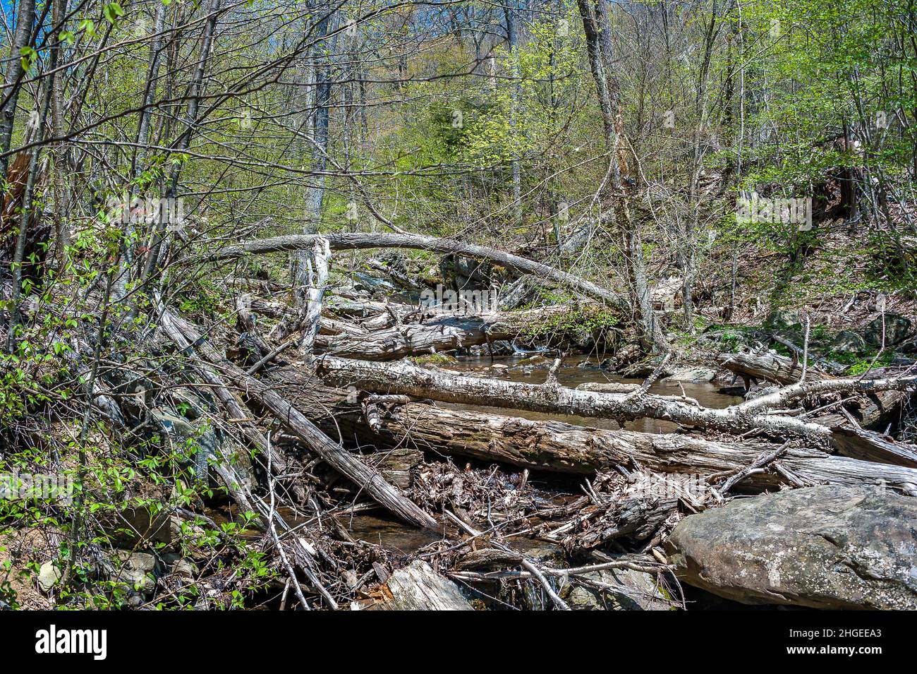 View of a small mountain river with lots of fallen timber Stock Photo ...