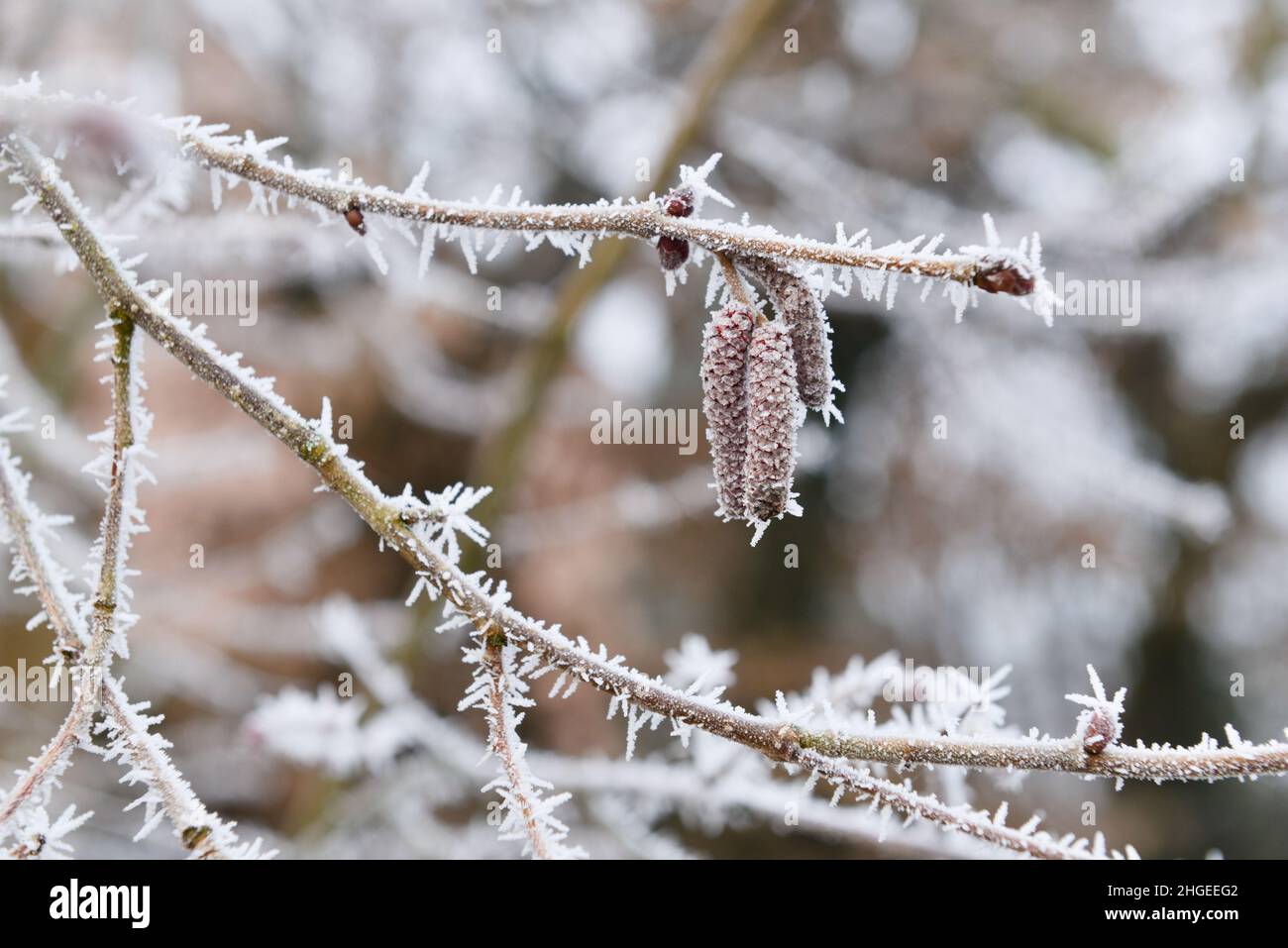 Crystals of frost on a hazel branch with some catkins Stock Photo - Alamy