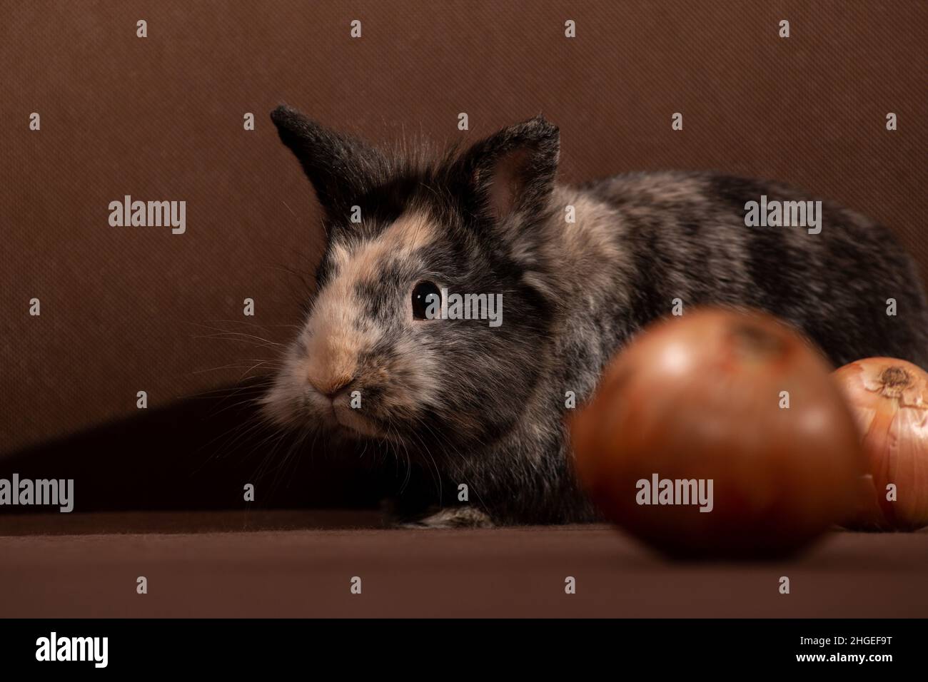 Decorative cute gray-brown rabbit hid behind a bow on a dark background ...