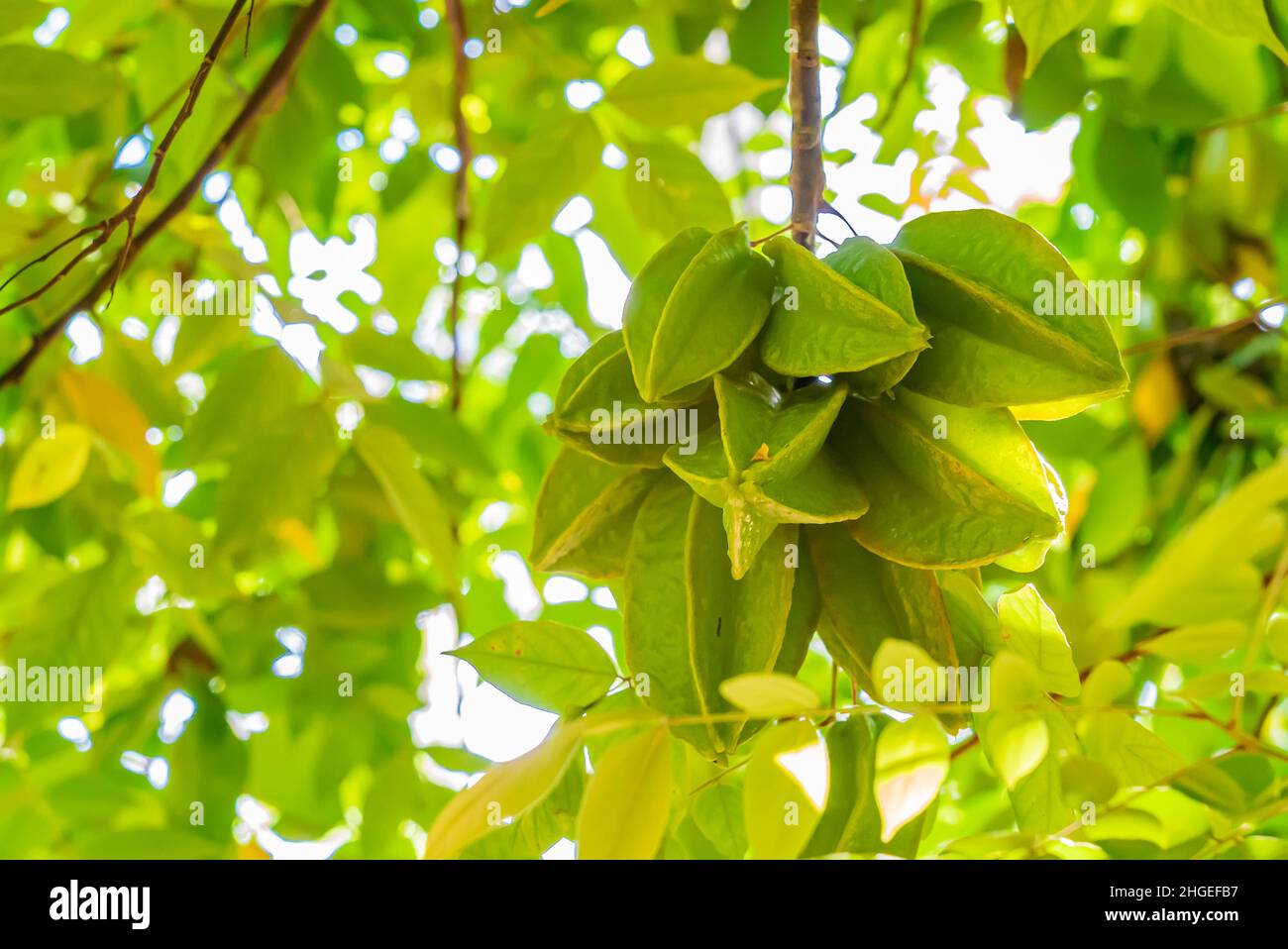 Zanzibar Apple High Resolution Stock Photography and Images - Alamy