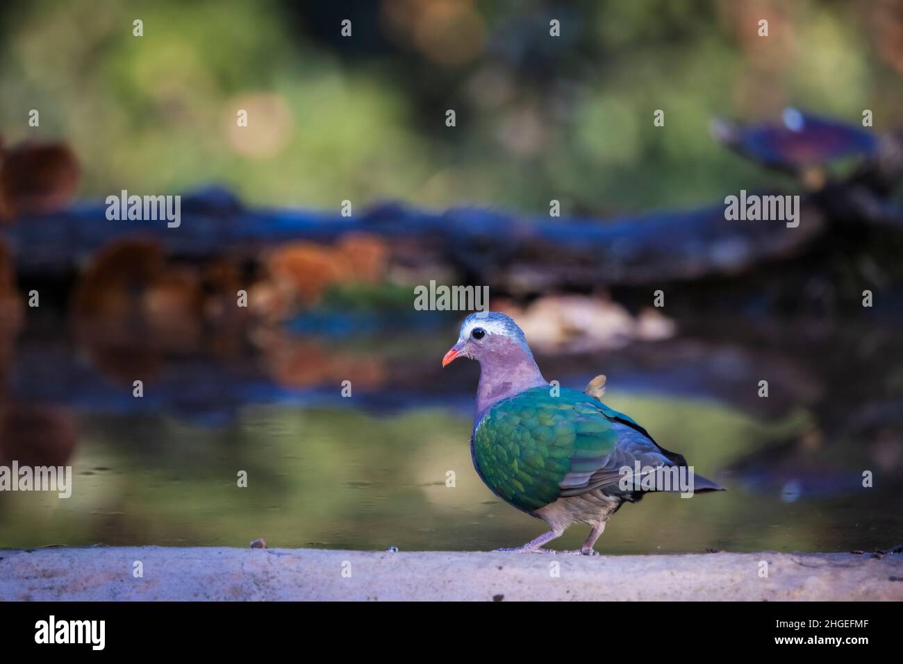 Asian Emerald Dove, Chalcophaps indica, Uttarakhand, India Stock Photo ...