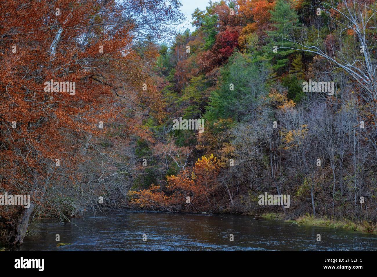Last of autumn colors remain in the forest along the banks of the South ...