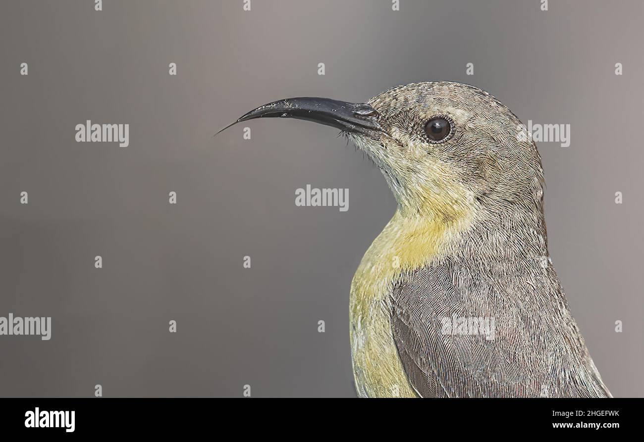 Sun Bird a close look a portrait Stock Photo - Alamy