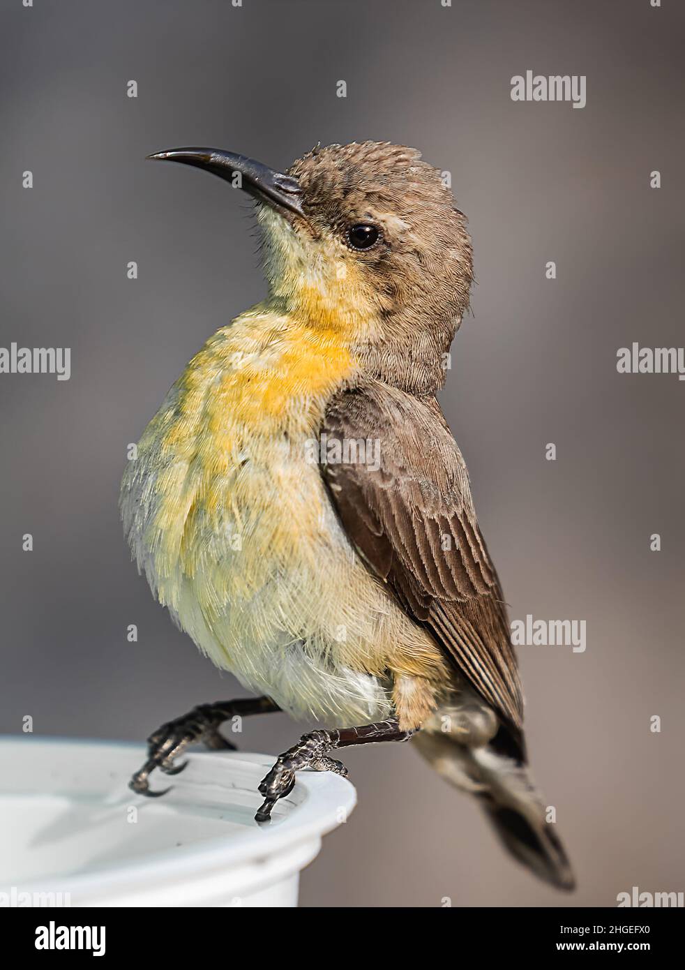 A Sun Bird juvenile at drinking pot after taking water Stock Photo - Alamy