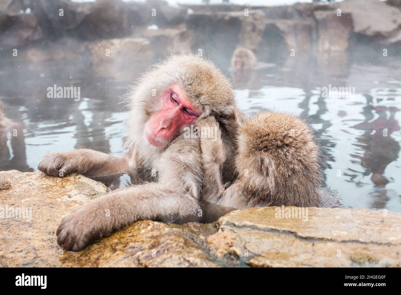 Group of snow monkeys sleeping in a hot spring, Japan Stock Photo - Alamy