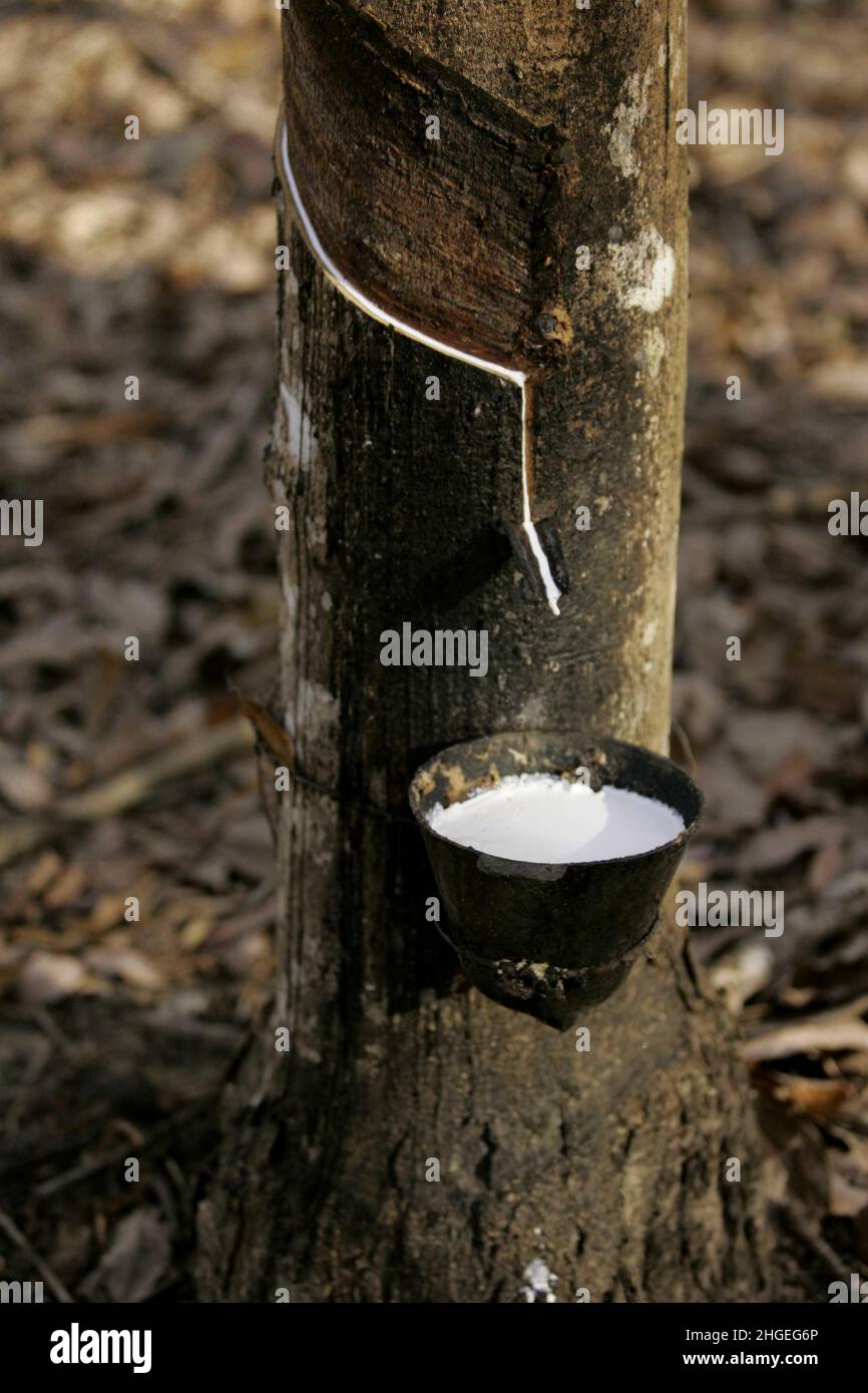 itabela, bahia, brazil - july 7, 2009: Planting of rubber trees for ...