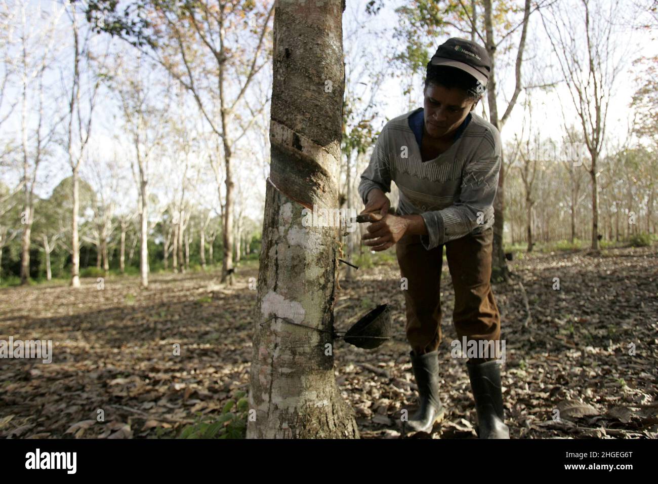 itabela, bahia, brazil - july 7, 2009: Planting of rubber trees for ...