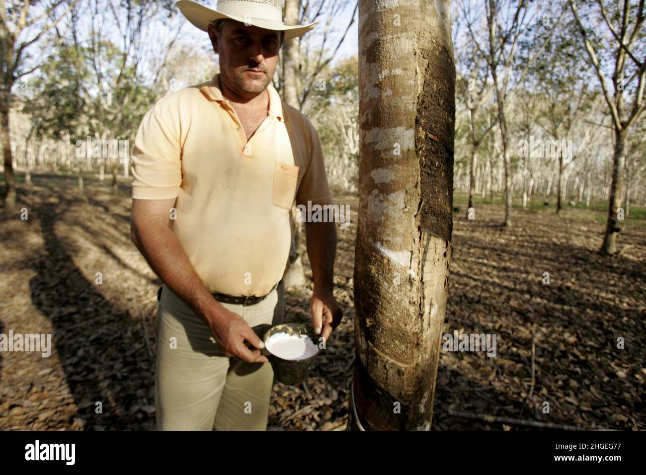 itabela, bahia, brazil - july 7, 2009: Planting of rubber trees for ...