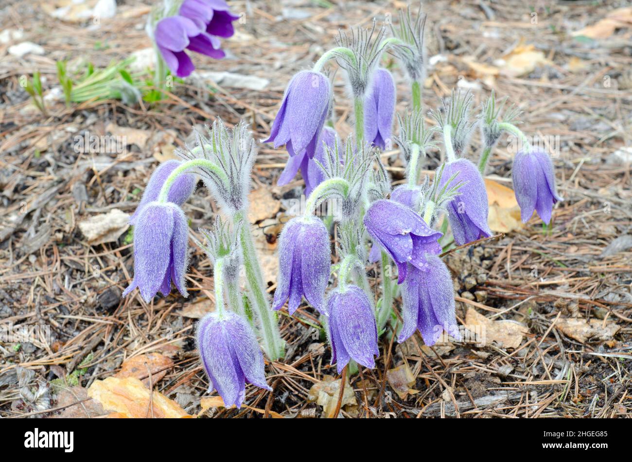 Drooping drop hi-res stock photography and images - Alamy