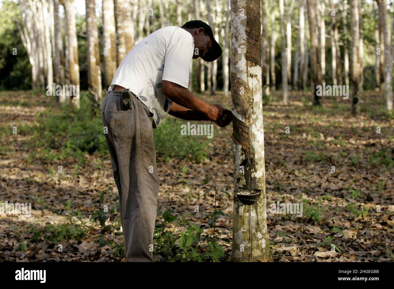 itabela, bahia, brazil - july 7, 2009: Planting of rubber trees for ...