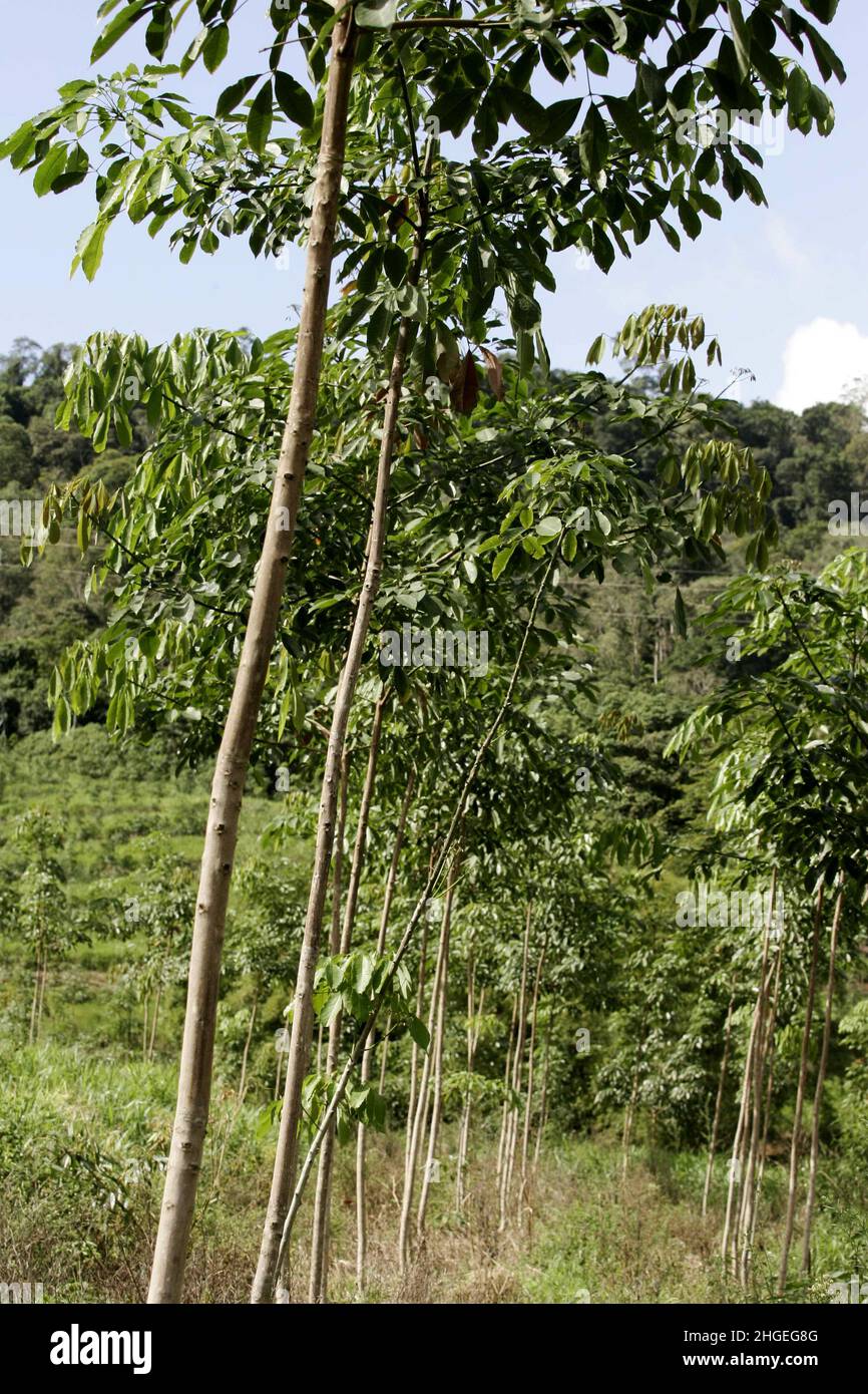 itabela, bahia, brazil - july 7, 2009: Planting of rubber trees for ...