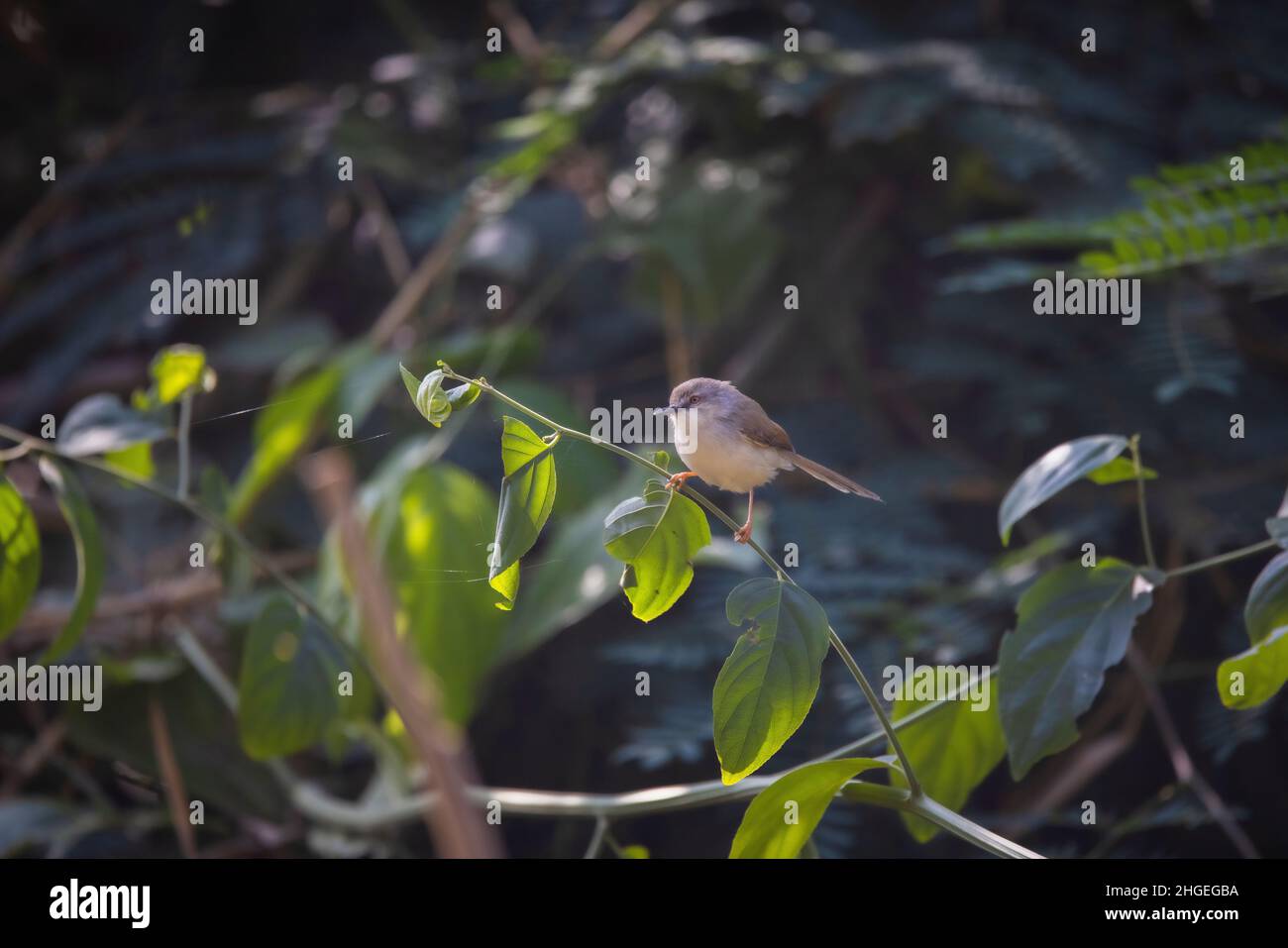 Plain Prinia, Prinia inornata, Uttarakhand, India Stock Photo - Alamy