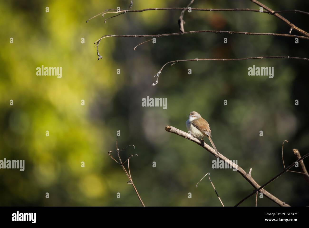 Plain Prinia, Prinia inornata, Uttarakhand, India Stock Photo - Alamy