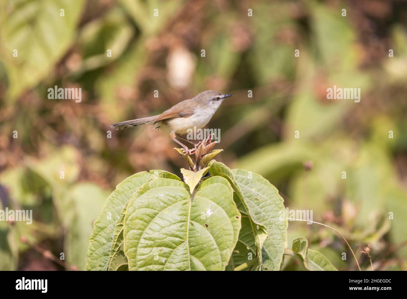 Plain Prinia, Prinia inornata, Uttarakhand, India Stock Photo - Alamy