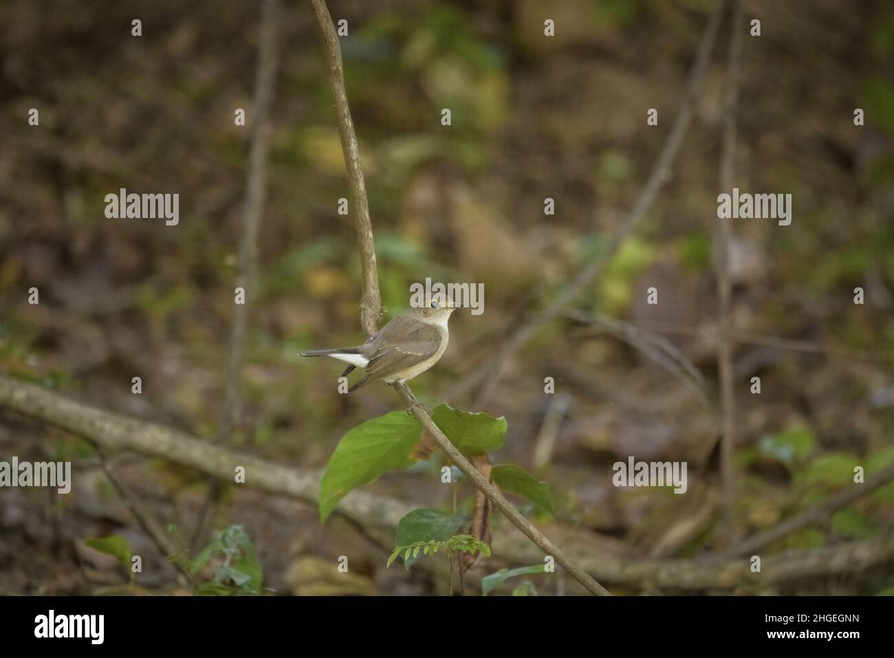 Feather red breasted flycatcher hi-res stock photography and images - Alamy