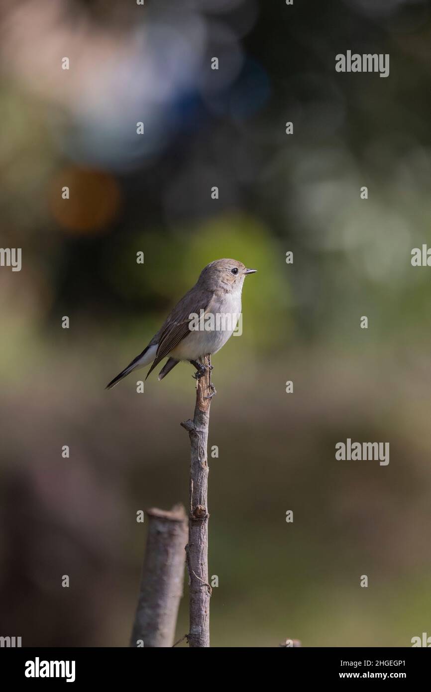 Red-breasted Flycatcher, Ficedula parva, female, Uttarakhand, India ...