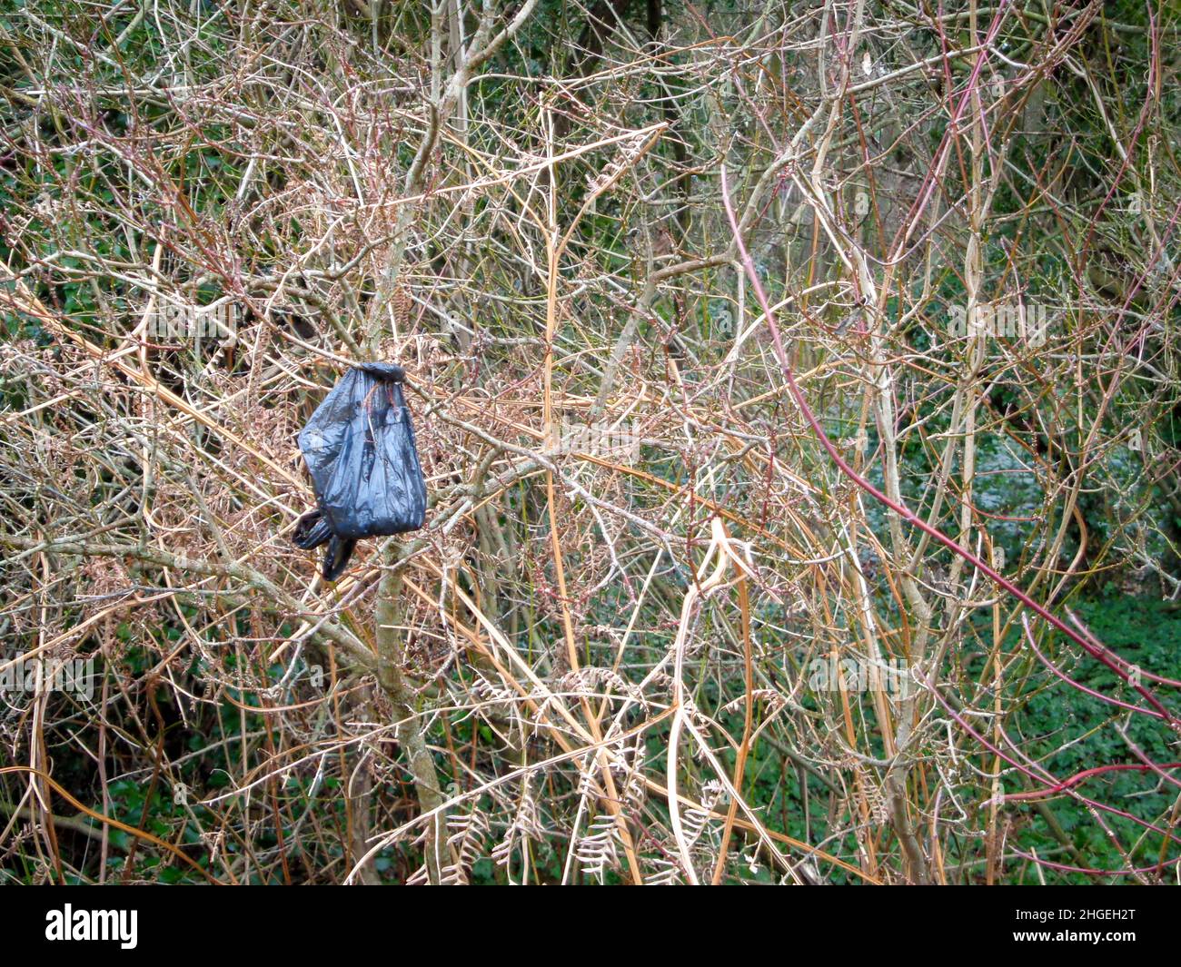 Environmental waste; Poo bags left hanging from vegetation by ...