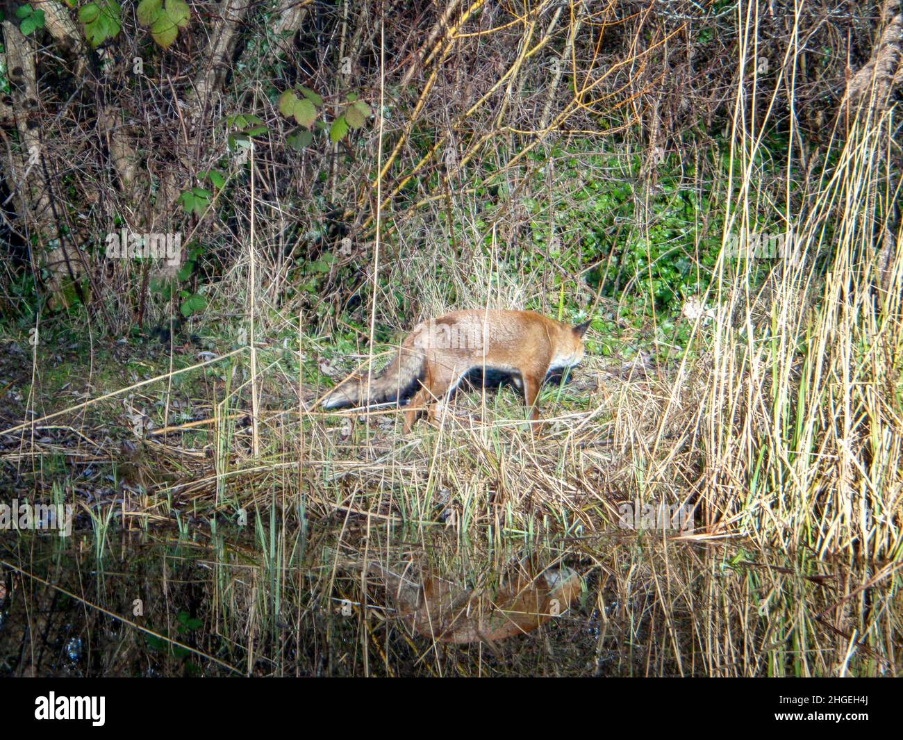 Carshaltons ponds hi-res stock photography and images - Alamy